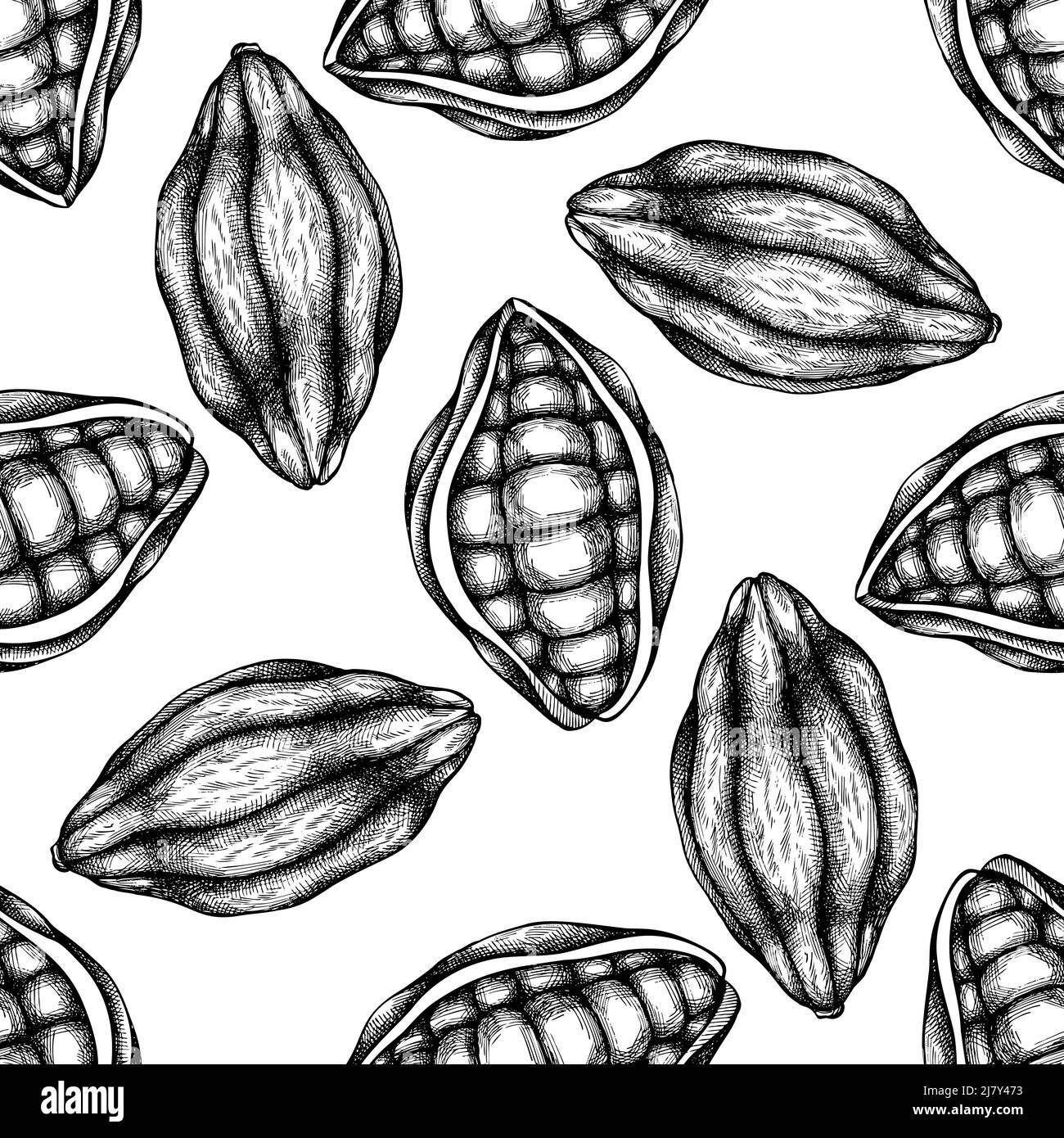 Open cocoa pod Stock Vector Images - Alamy