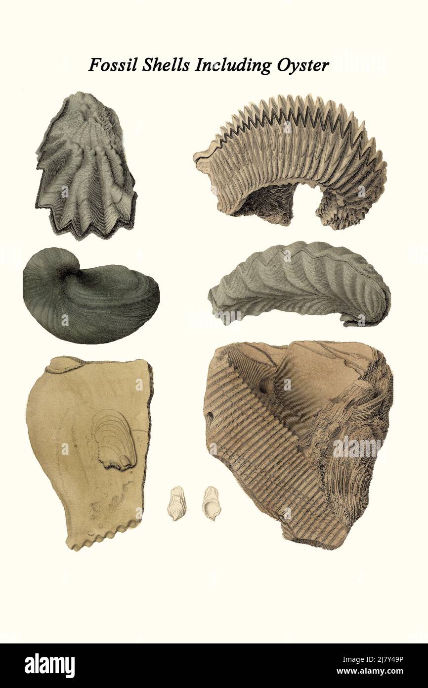 Fossil Shells Including Oyster Stock Photo - Alamy