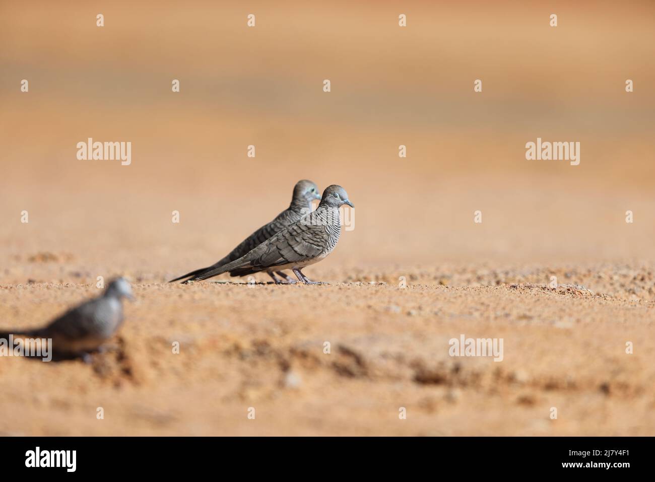 Zebra dove (Geopelia striata) in Borneo island, Malaysia Stock Photo ...
