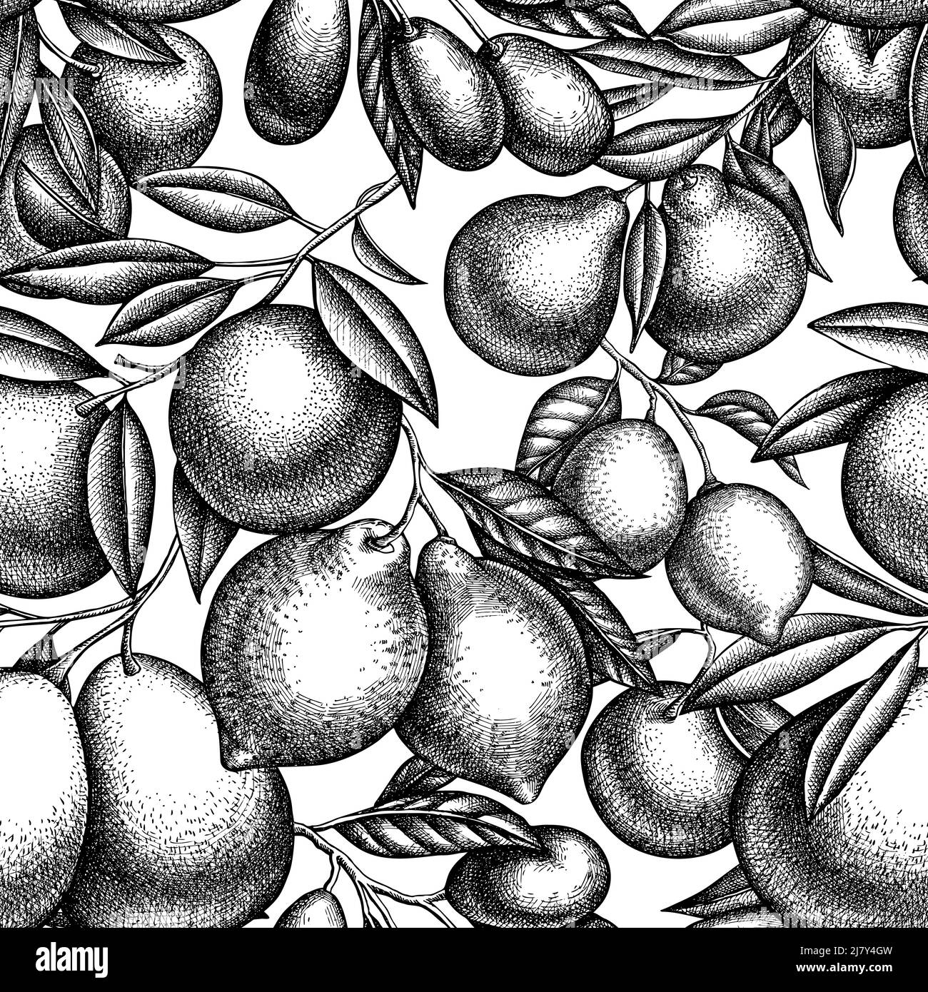 Citrus seamless pattern background design. Engraved style. Hand drawn kumquat, lemon, tangelo ...