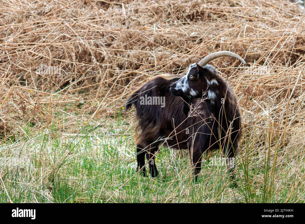 Galloway hills goat hi-res stock photography and images - Alamy