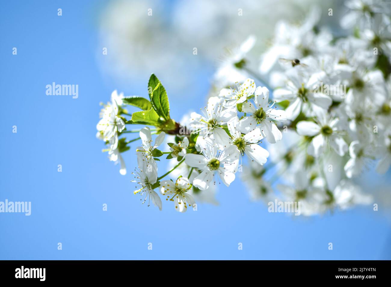 A blossoming apple tree branch against a bright blue sky, beautiful ...