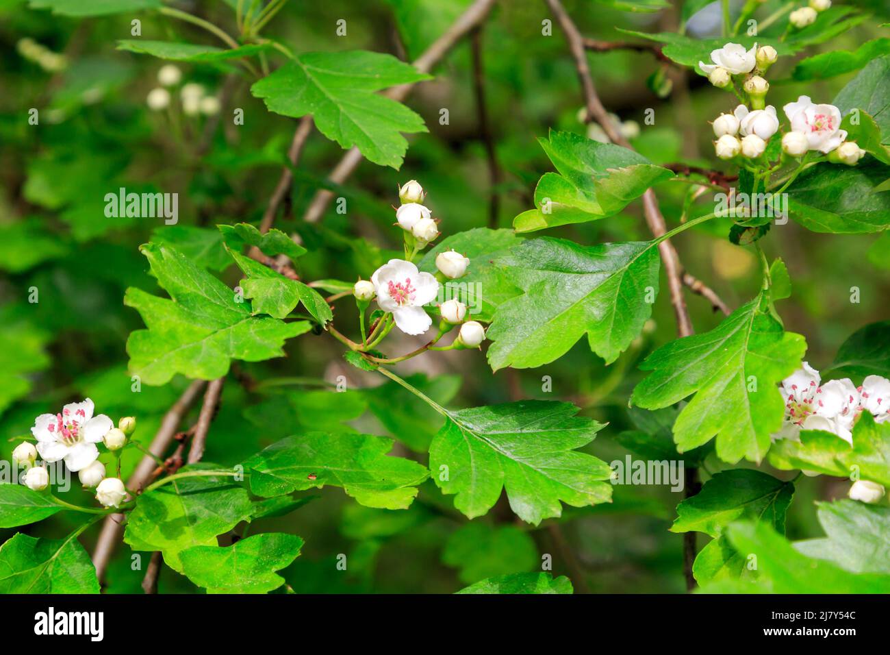 Close up of hawthorn hi-res stock photography and images - Alamy