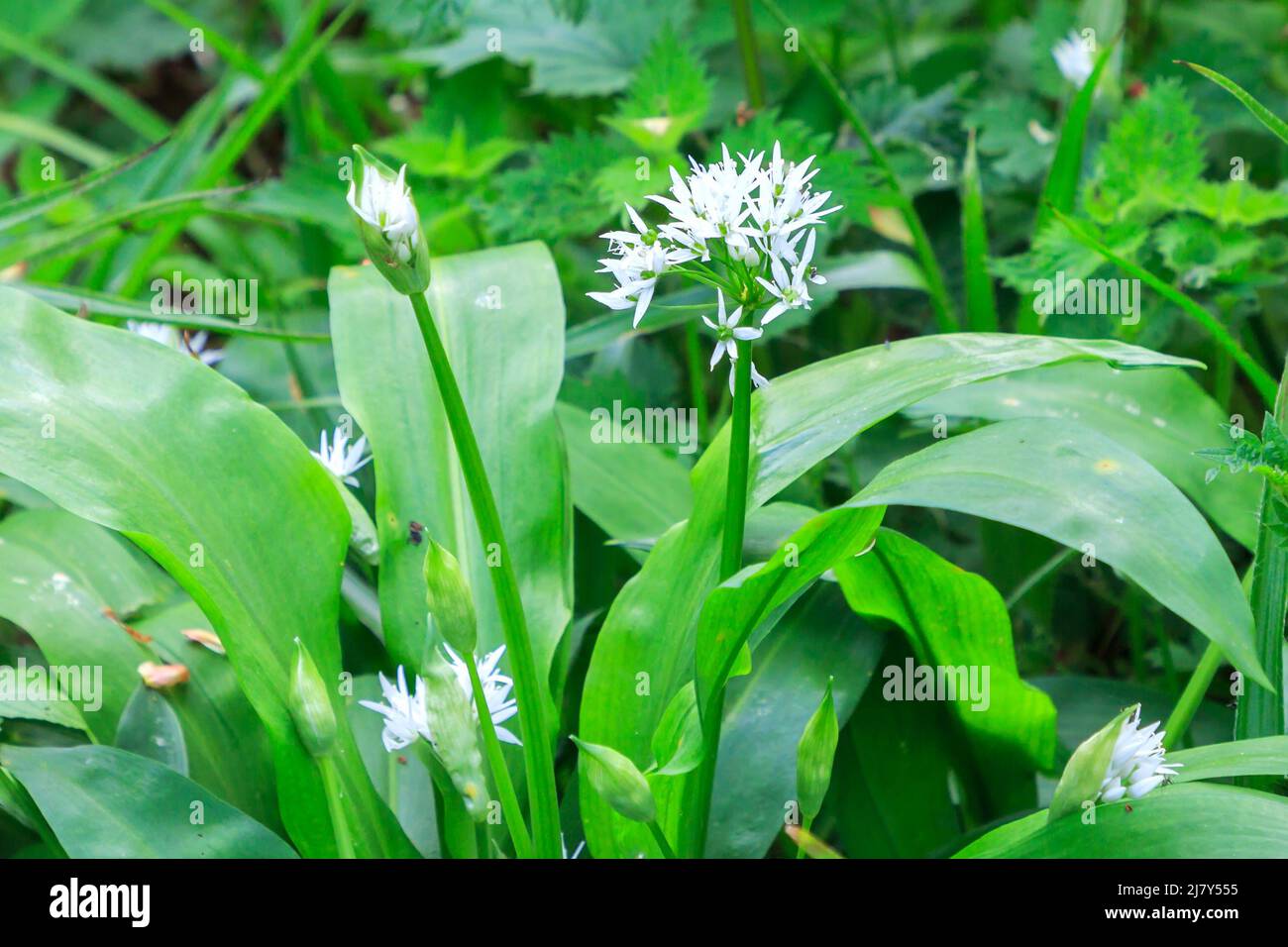 Closeup on Wild Garlic flowers Stock Photo - Alamy