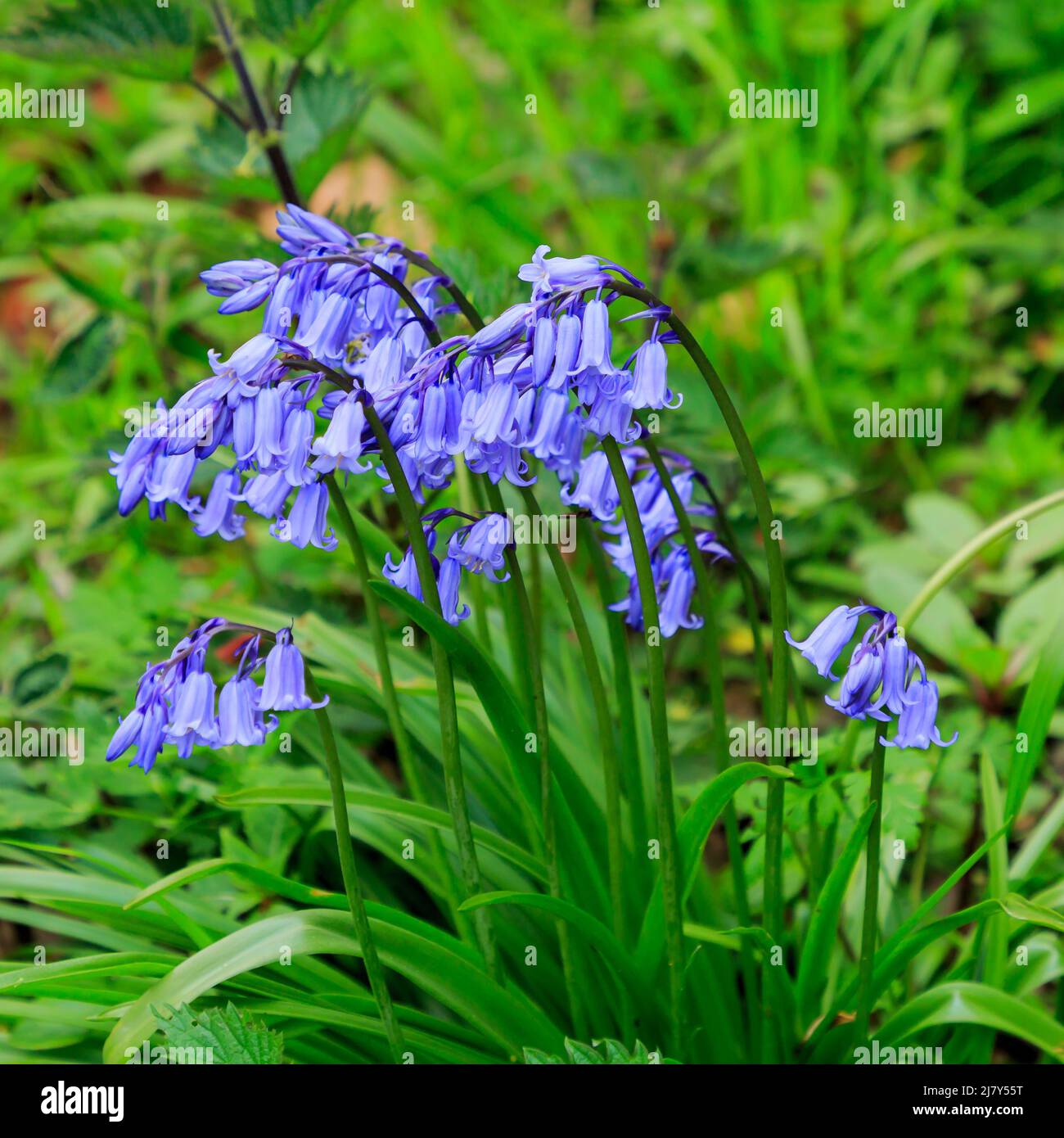Small group of Bluebells in flower Stock Photo - Alamy