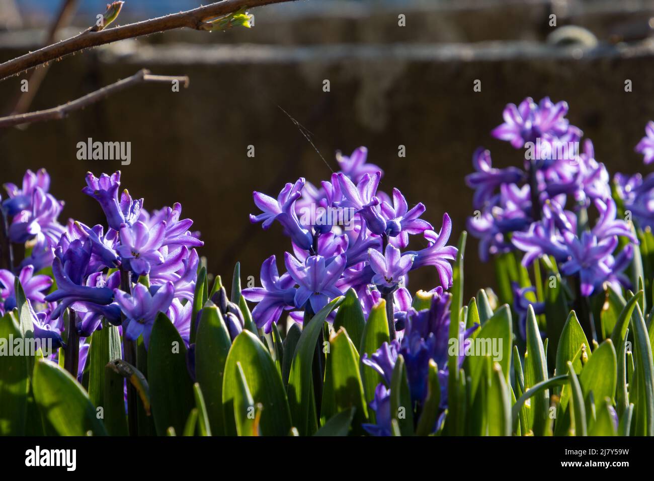 Purple blossoms of a hyacinth, also called Hyacinthus orientalis or Gartenhyazinthe Stock Photo ...