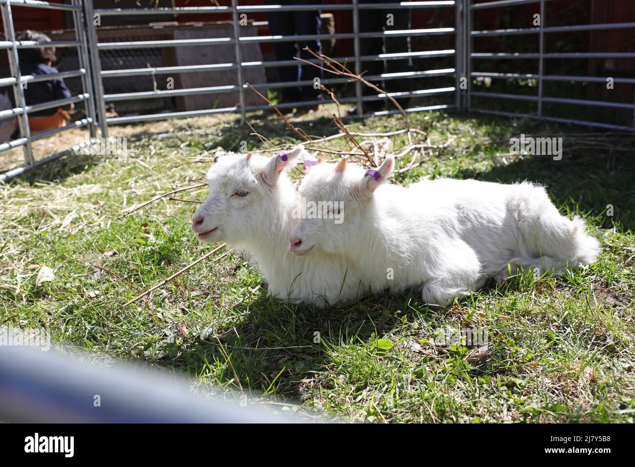 Lappgetter (In english: goat) is an acutely endangered goat breed, here ...