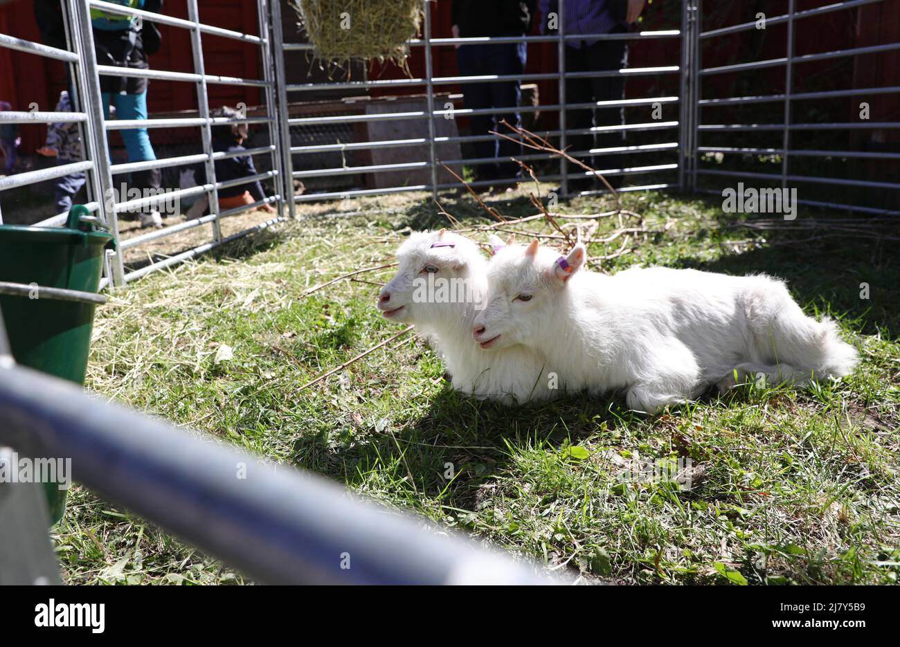 Endangered goat breed hi-res stock photography and images - Alamy