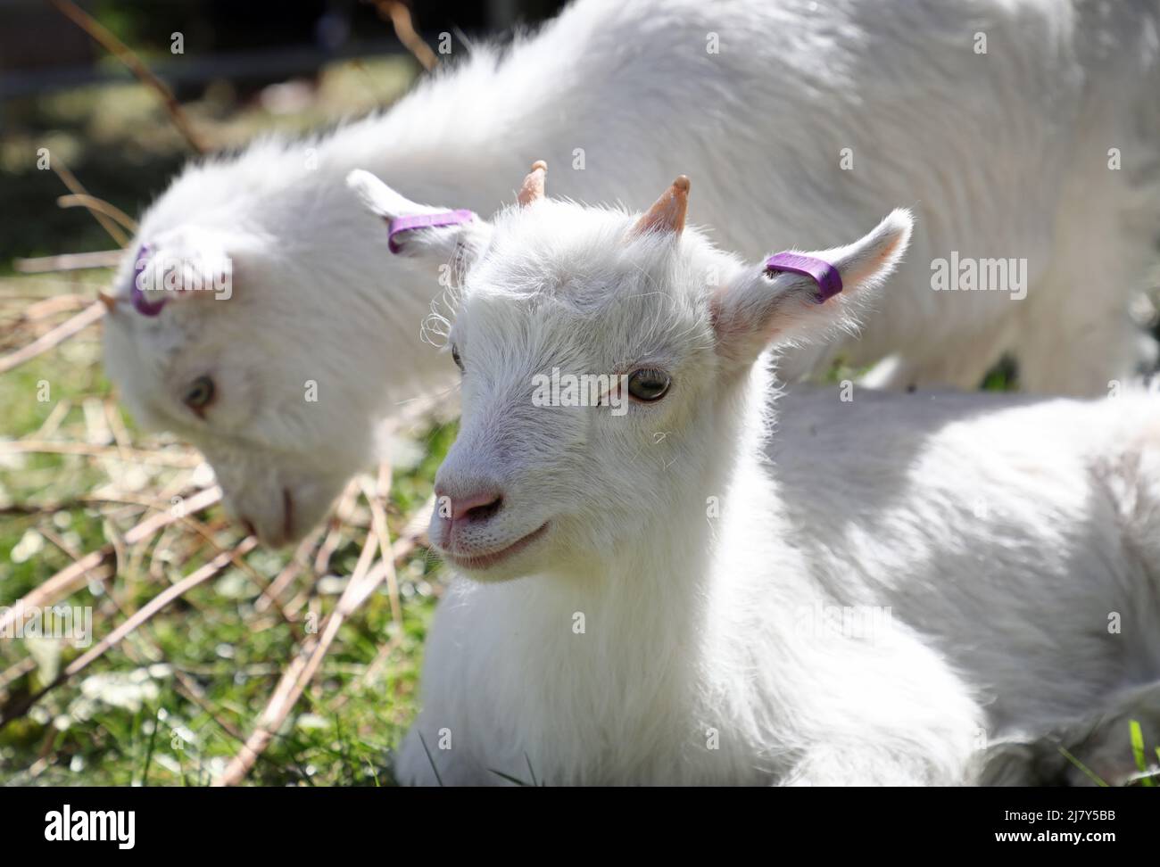 Lappgetter (In english: goat) is an acutely endangered goat breed, here ...