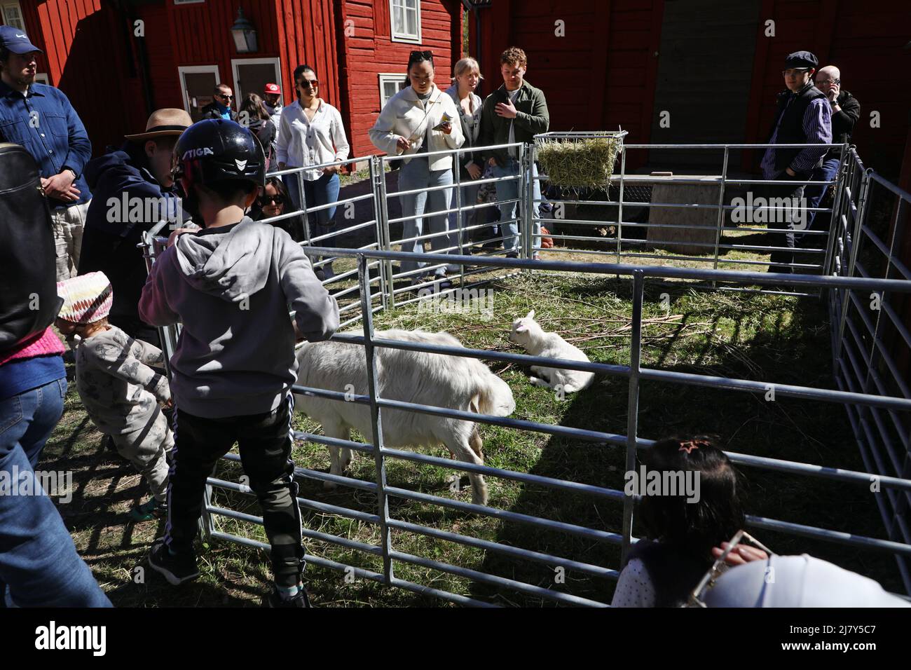 Lappgetter (In english: goat) is an acutely endangered goat breed, here ...