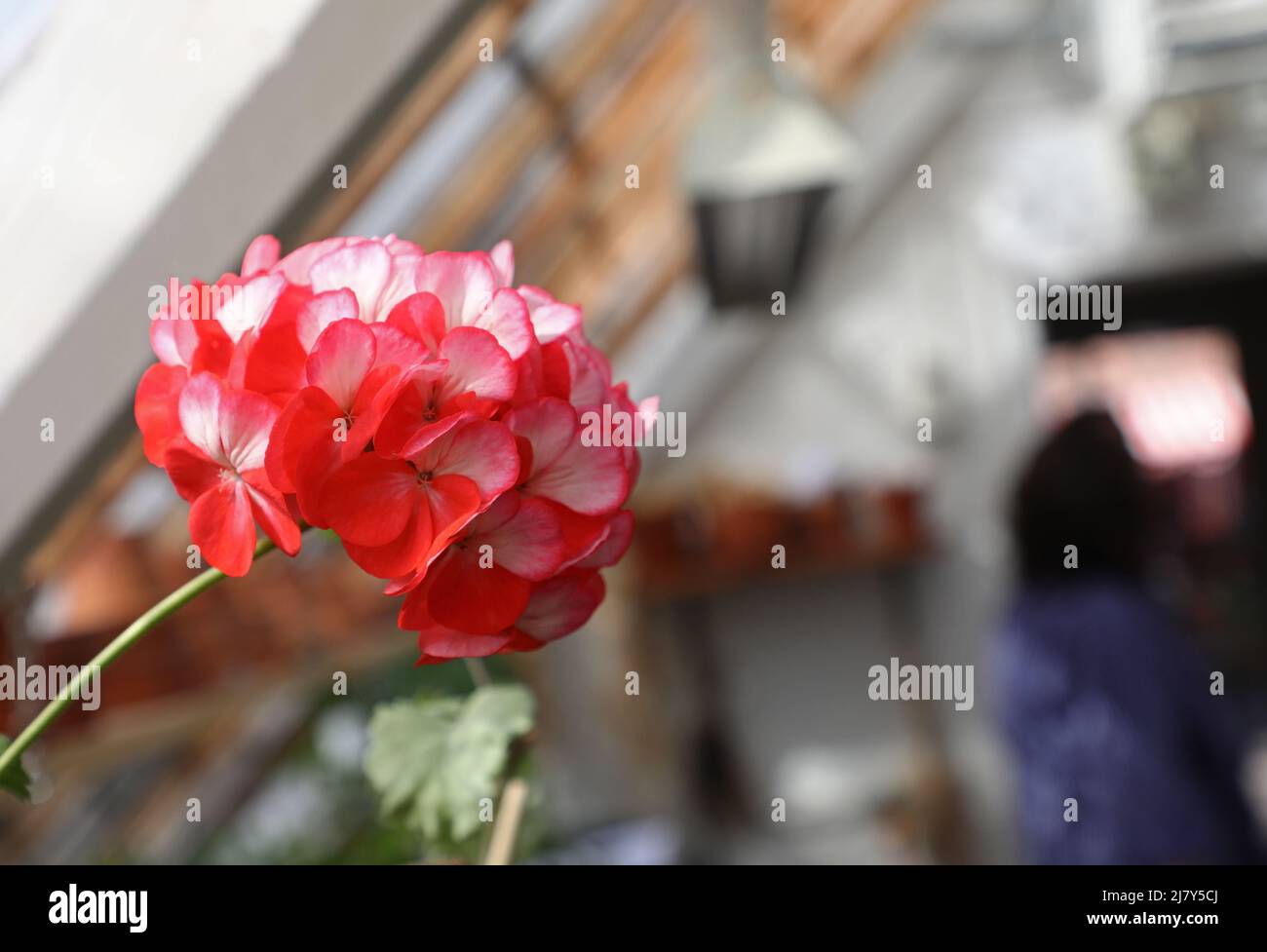 Tradgardsmarknad hi-res stock photography and images - Alamy