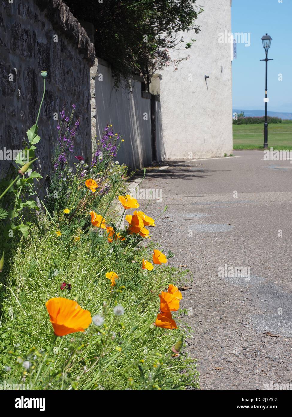 Wildflowers & orange Californian poppies in a street next to an old ...