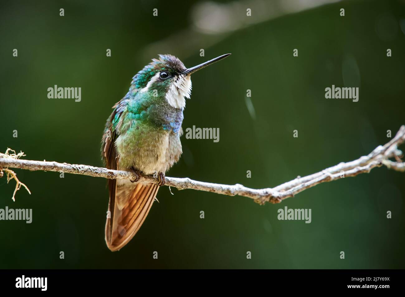male white-throated mountaingem or white-throated mountain-gem ...