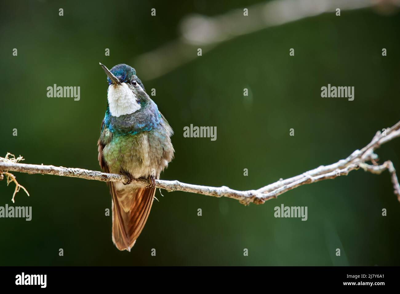 male white-throated mountaingem or white-throated mountain-gem ...