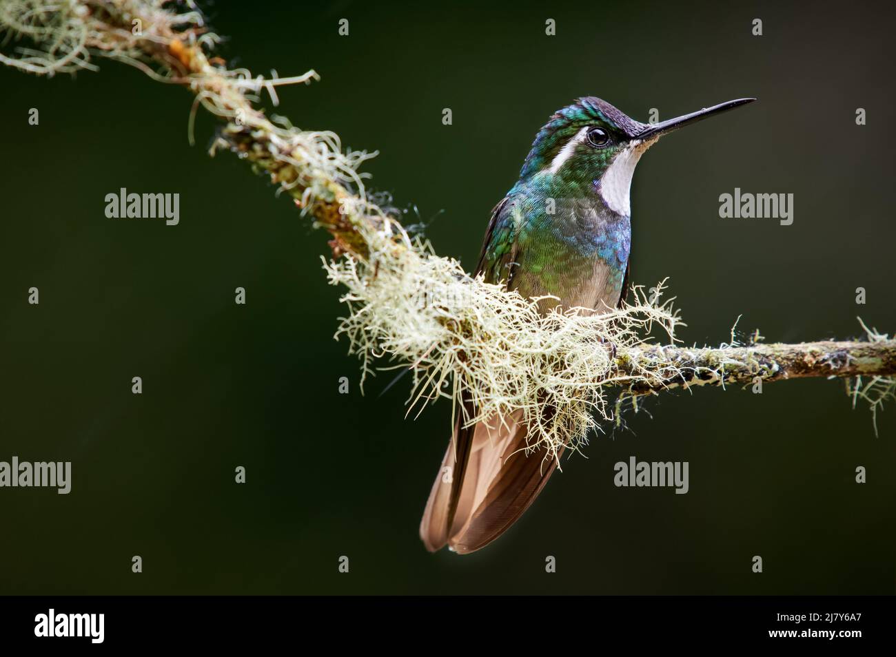 male white-throated mountaingem or white-throated mountain-gem ...