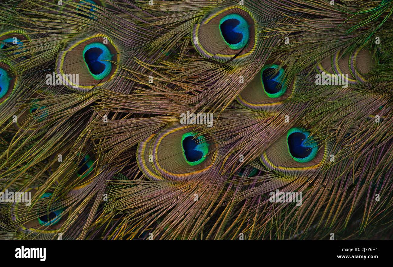 Fluffy tail art hi-res stock photography and images - Alamy