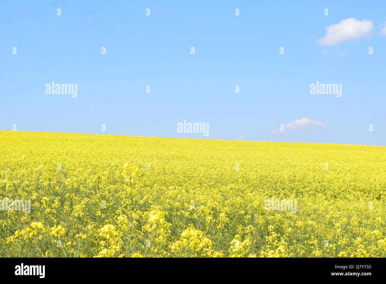 endless yellow blooming canola field in front of blue sky Stock Photo ...