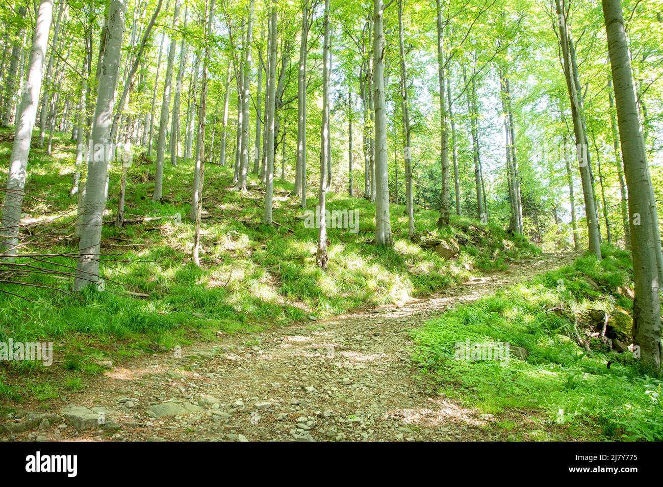 Beautiful beech tree forest and a pathway leading through it Stock ...