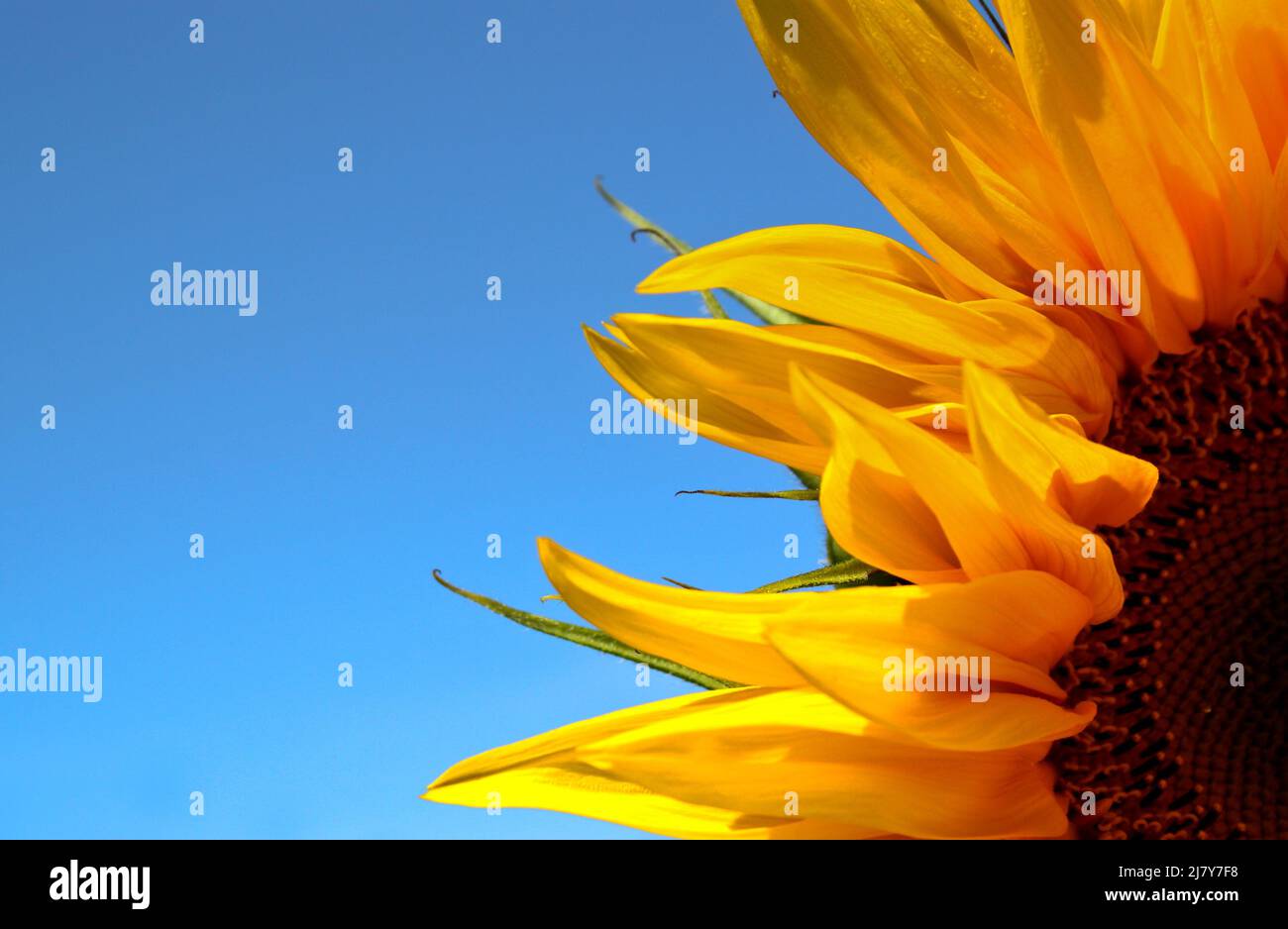 Sunflower flower sunshine on blue sky background. Close-up. Selective ...