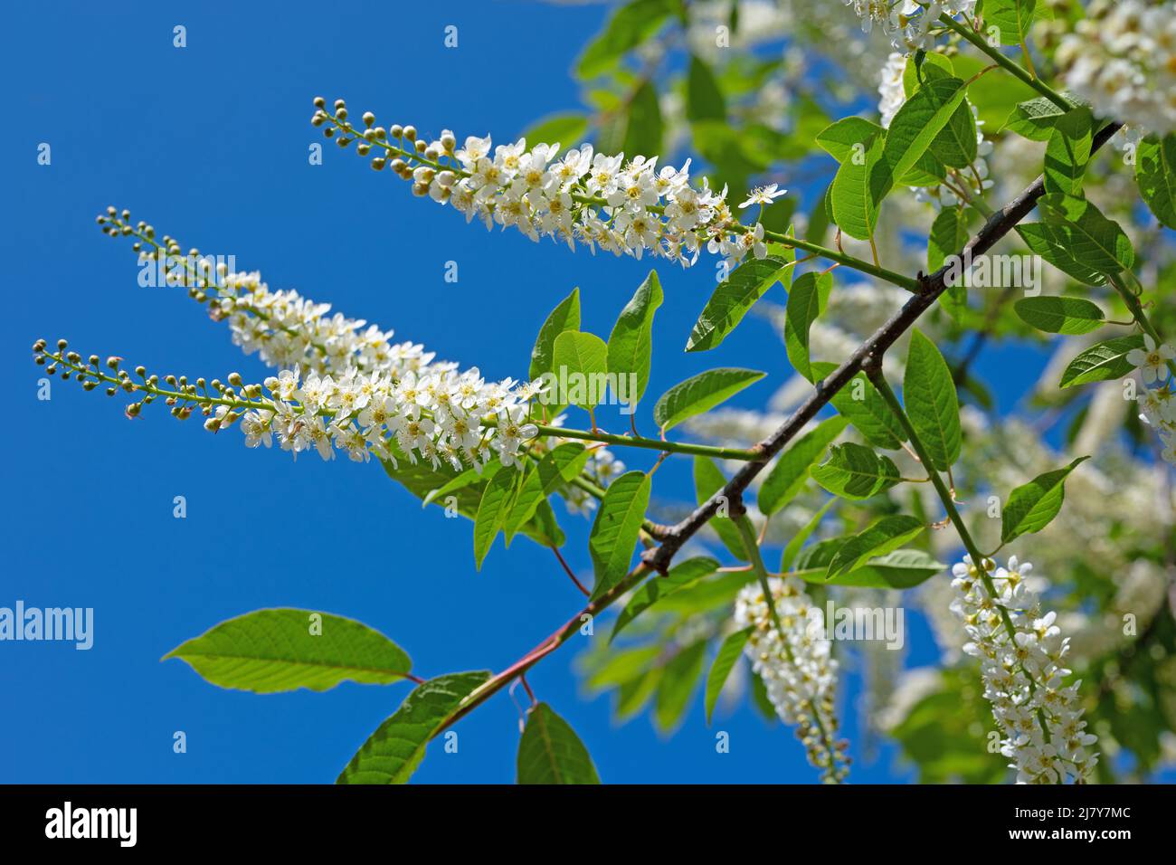 Grape cherry blossoms hi-res stock photography and images - Alamy