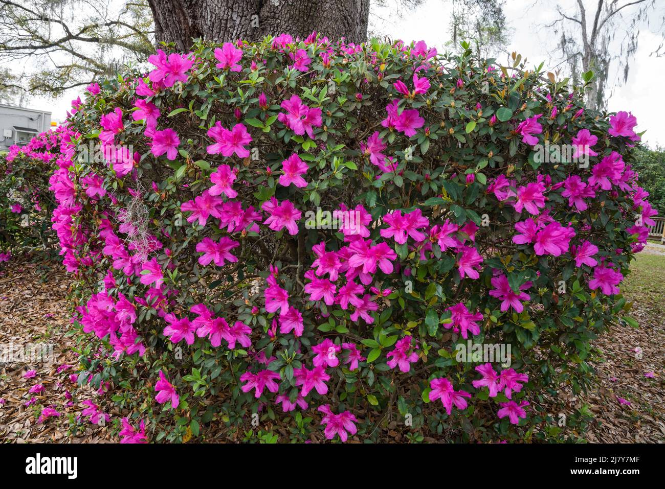 Huge Live Oak Trees with beautiful azaleas blooming at their base in ...