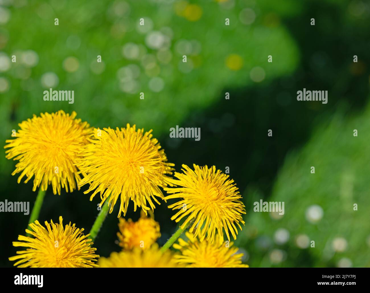 Löwenzahn taraxacum officinale hi-res stock photography and images - Alamy
