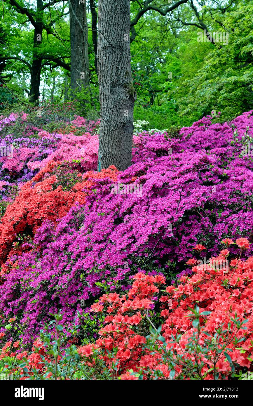 The Isabella Plantation with Azaleas and Rhododendrons in full ...