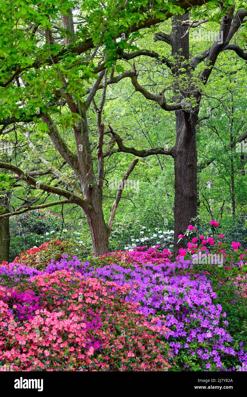 The Isabella Plantation with Azaleas and Rhododendrons in full ...
