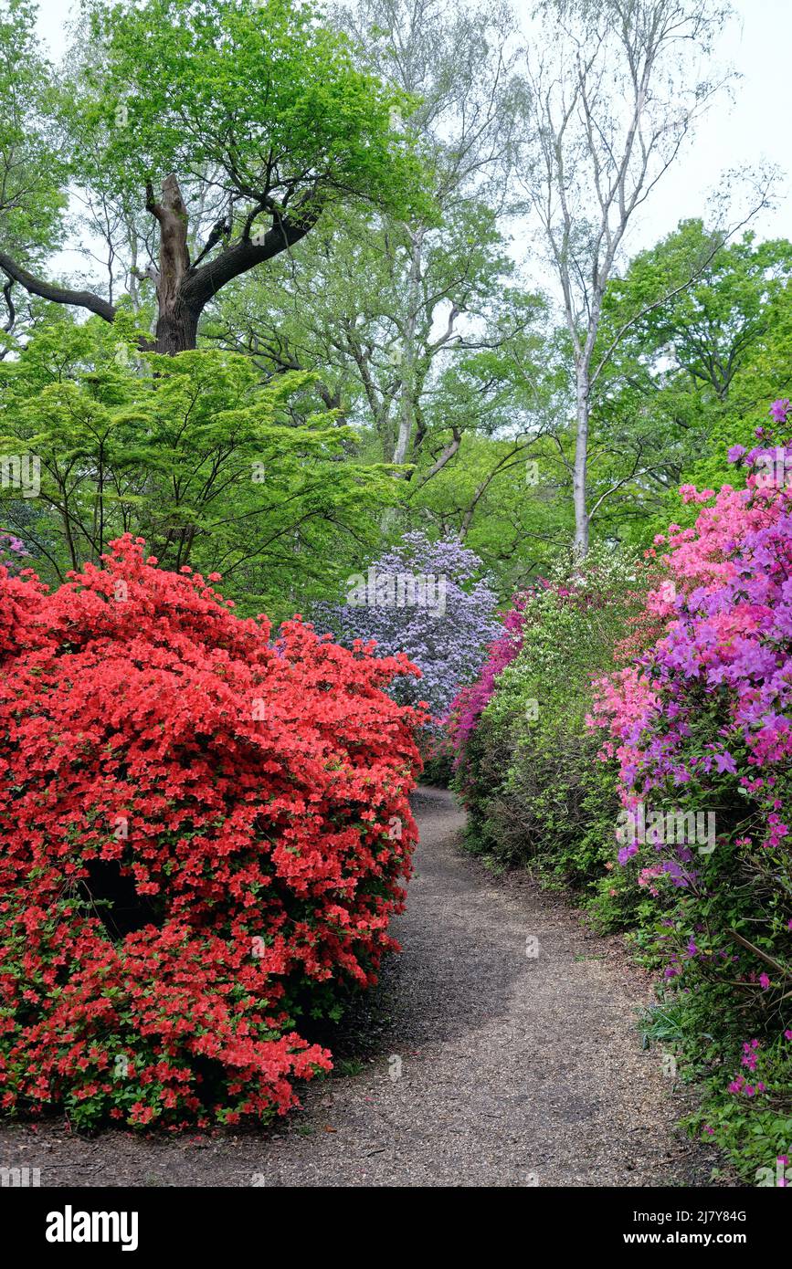The Isabella Plantation with Azaleas and Rhododendrons in full ...