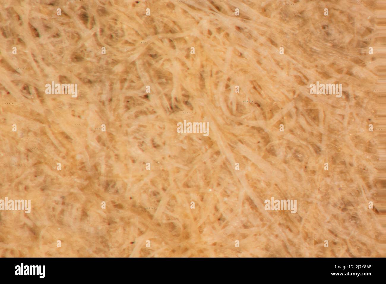 fibers of a paper filter for coffee under the microscope Stock Photo ...