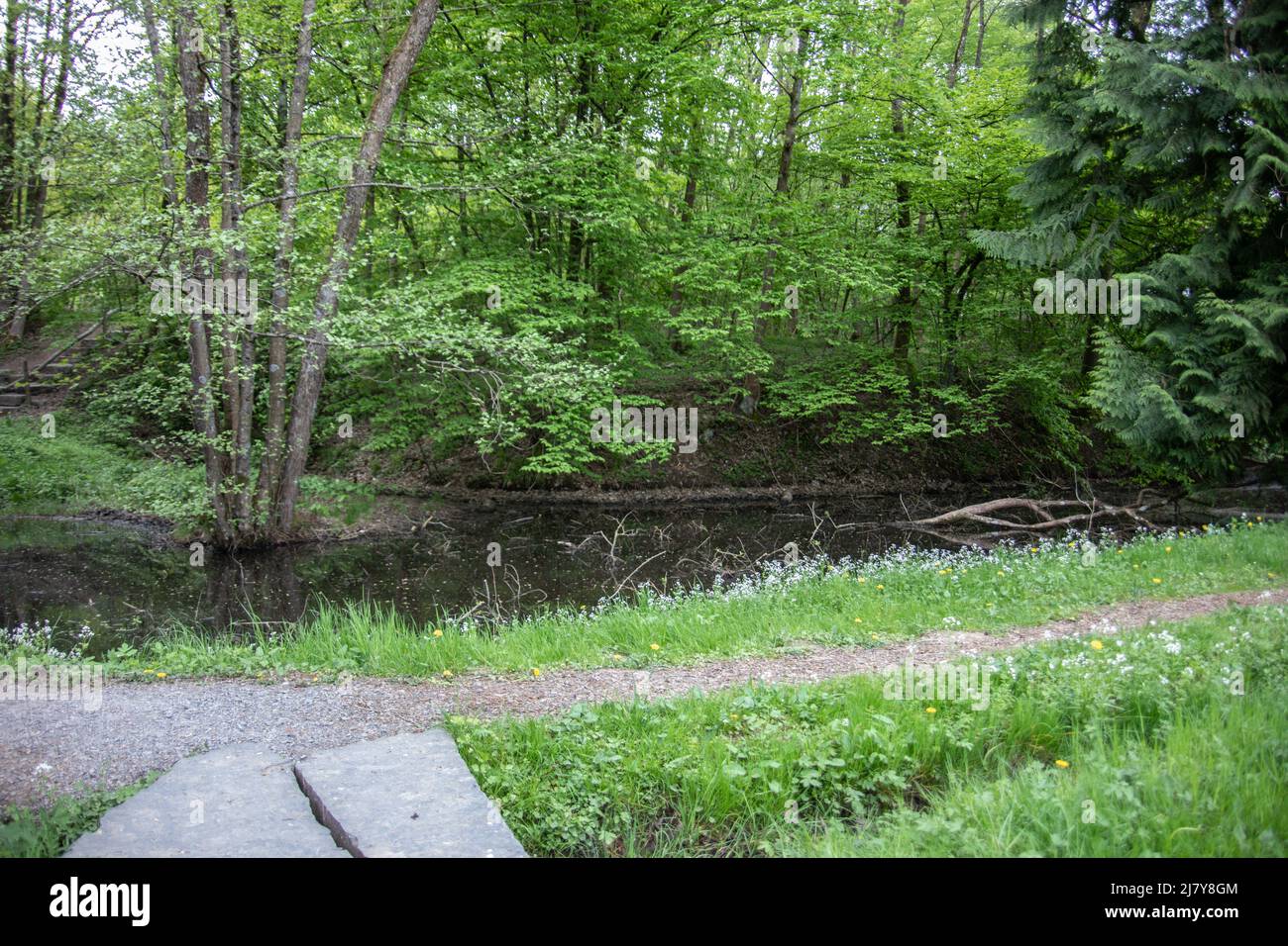 Pond in the green forest with trees and grass Stock Photo - Alamy