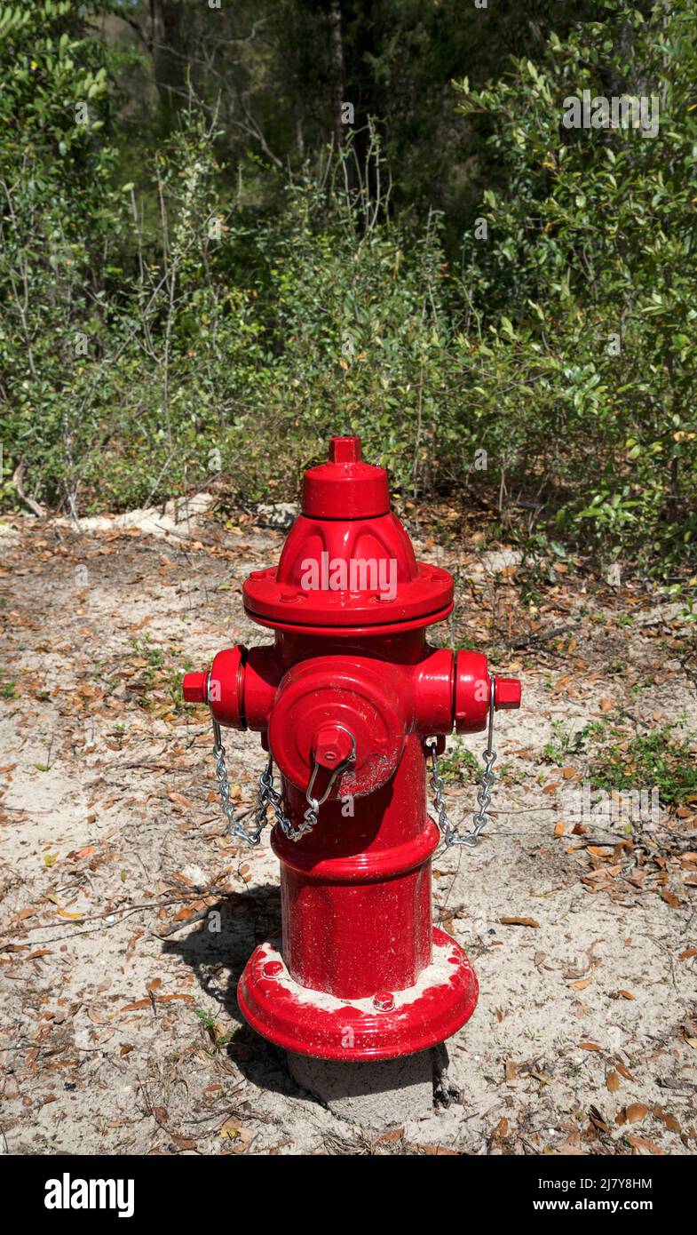 A red fire hydrant sits at the edge of a wooded area in rural North ...