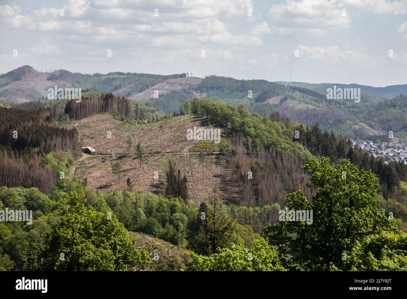 Logging work in the summer coniferous forest Stock Photo - Alamy