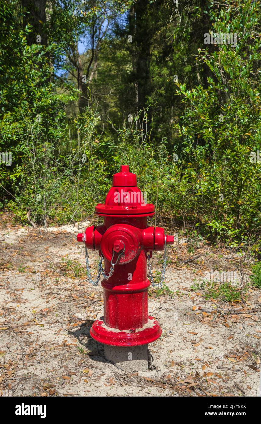 A red fire hydrant sits at the edge of a wooded area in rural North ...