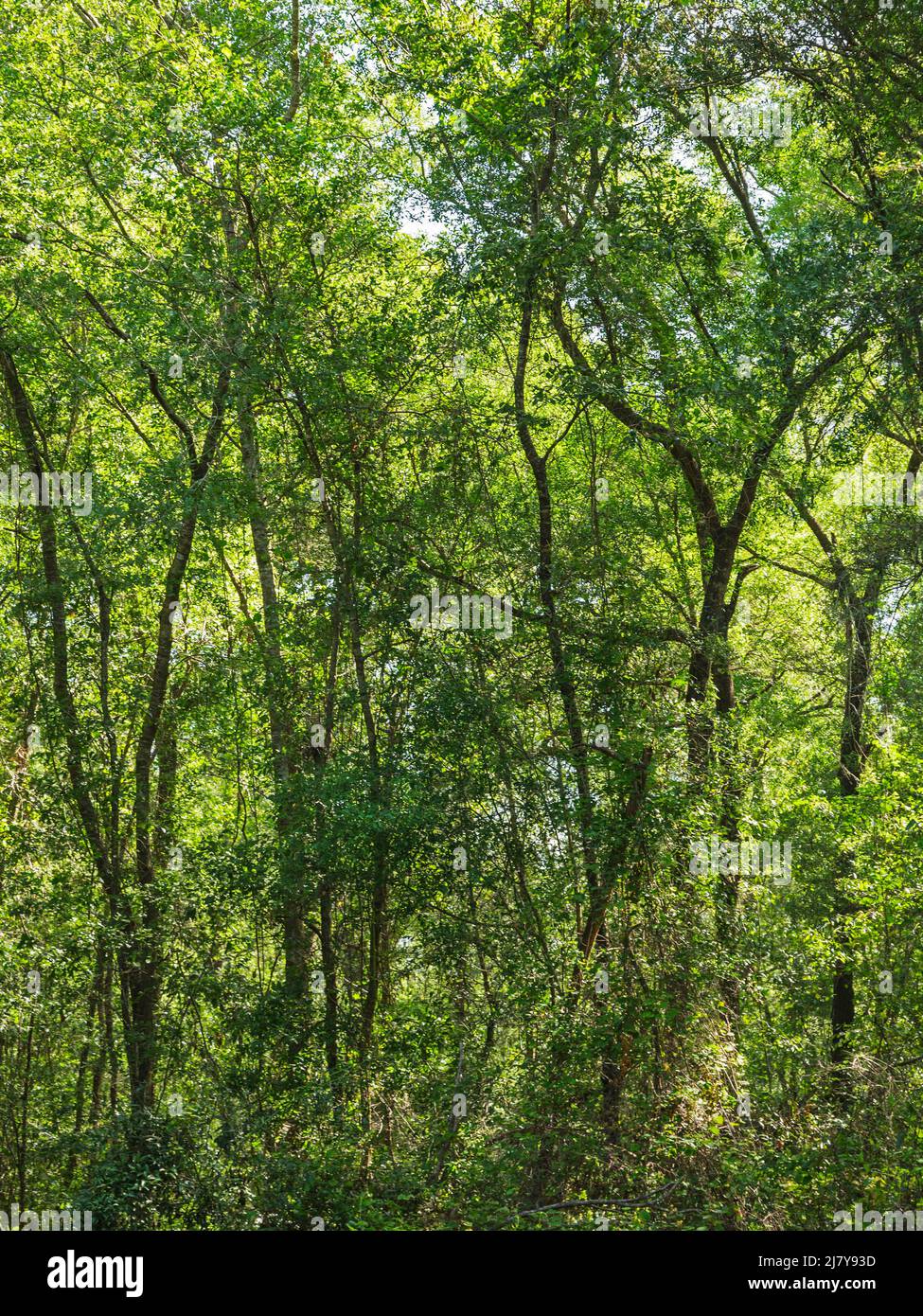 Shining through woods hi-res stock photography and images - Alamy