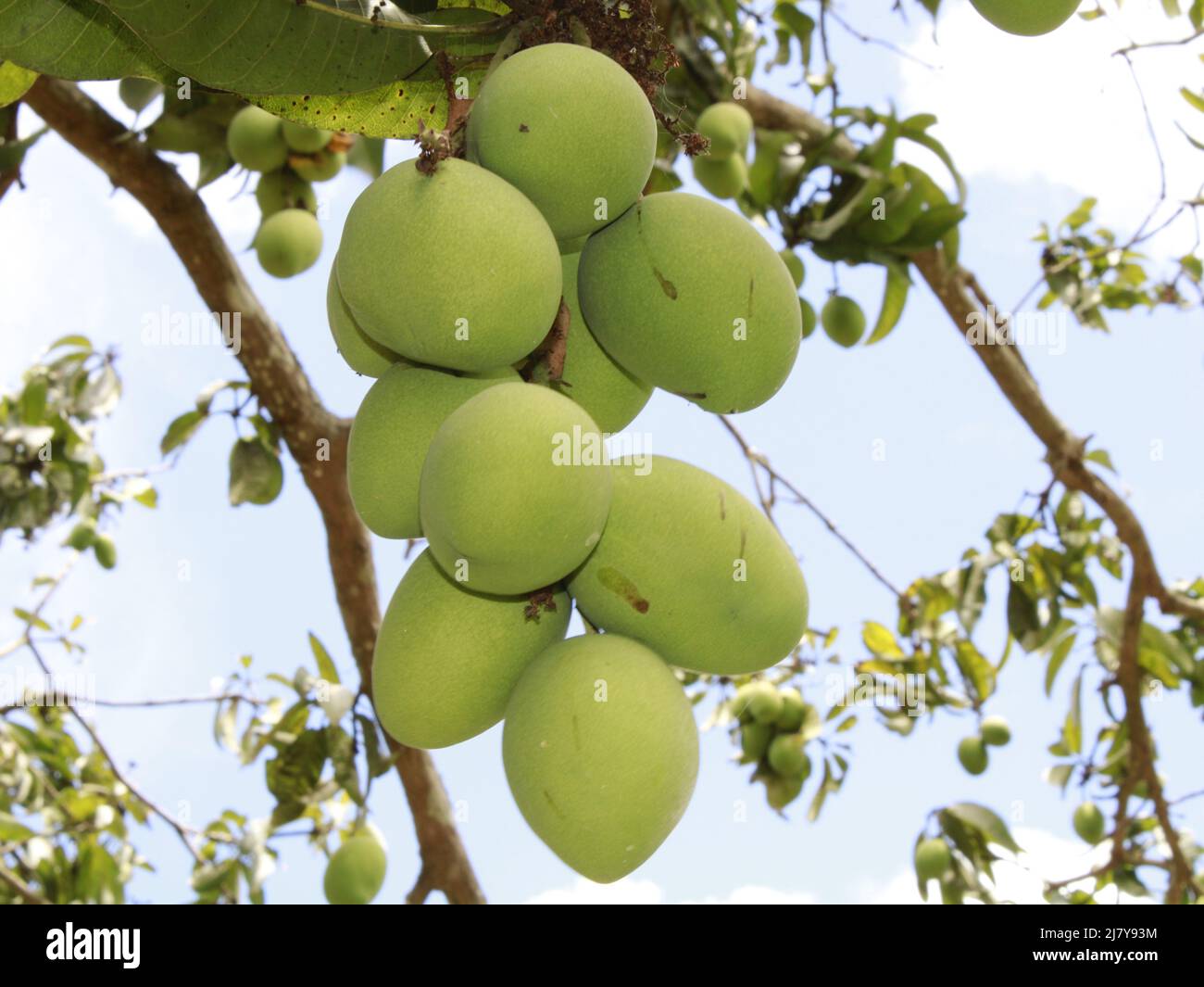 Green mangoes hanging on Mango tree Stock Photo - Alamy