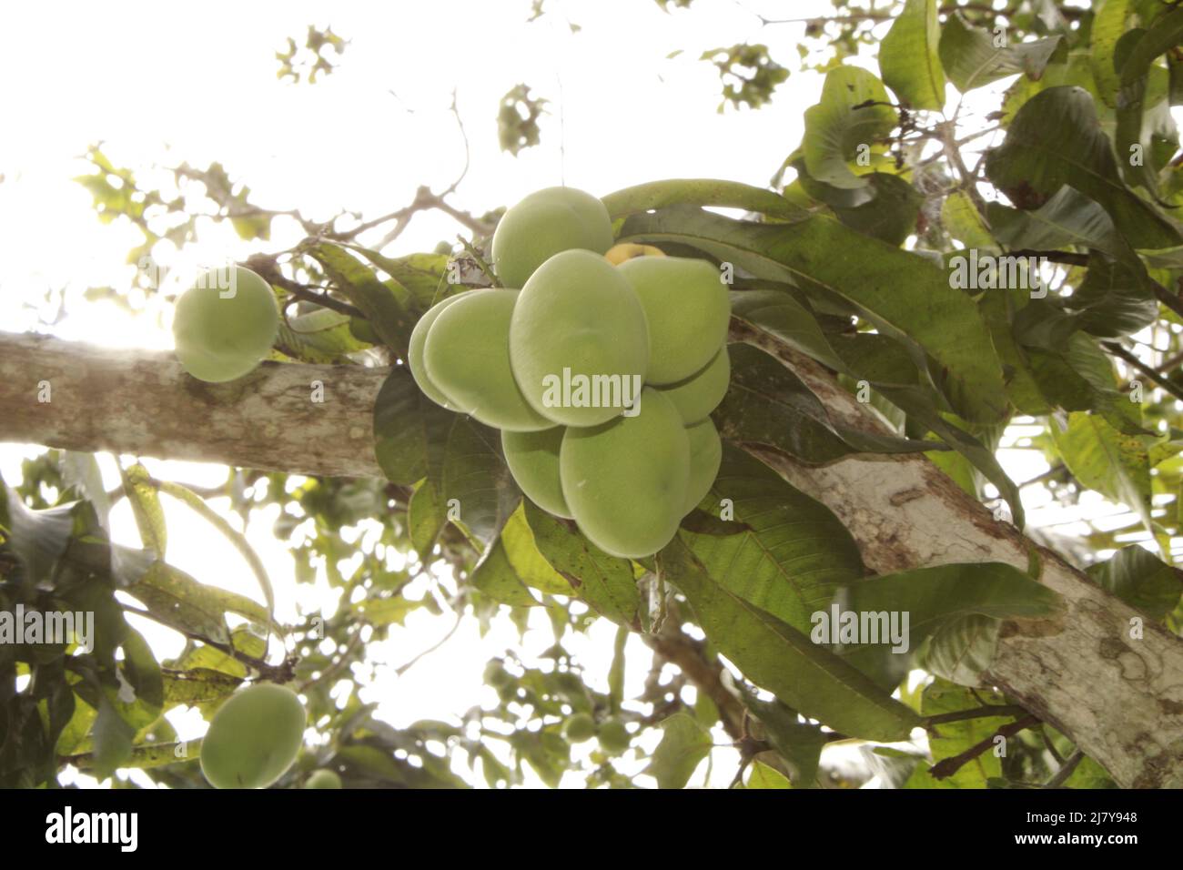 Green mangoes hanging on Mango tree Stock Photo - Alamy