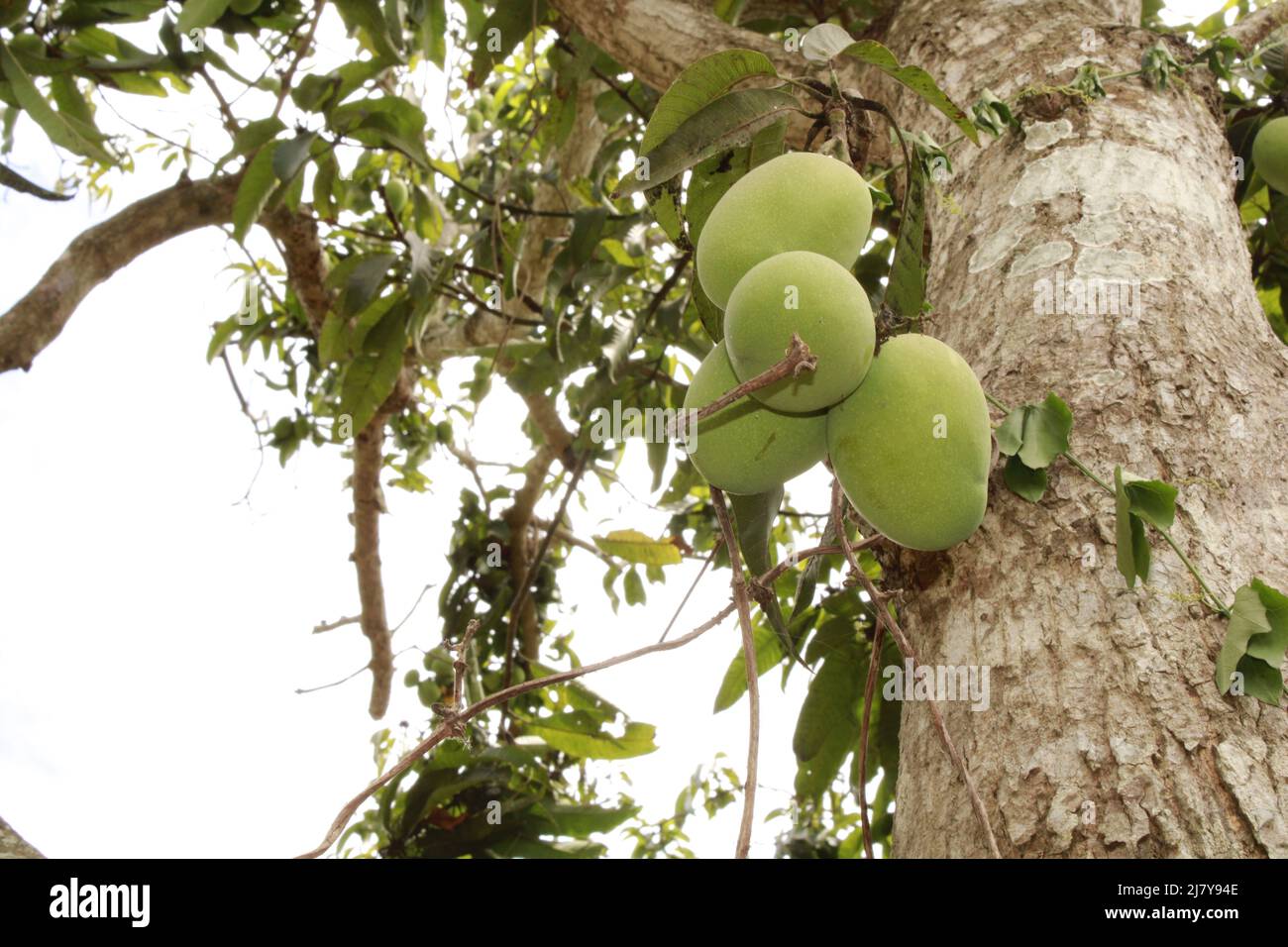 Green mangoes hanging on Mango tree Stock Photo - Alamy