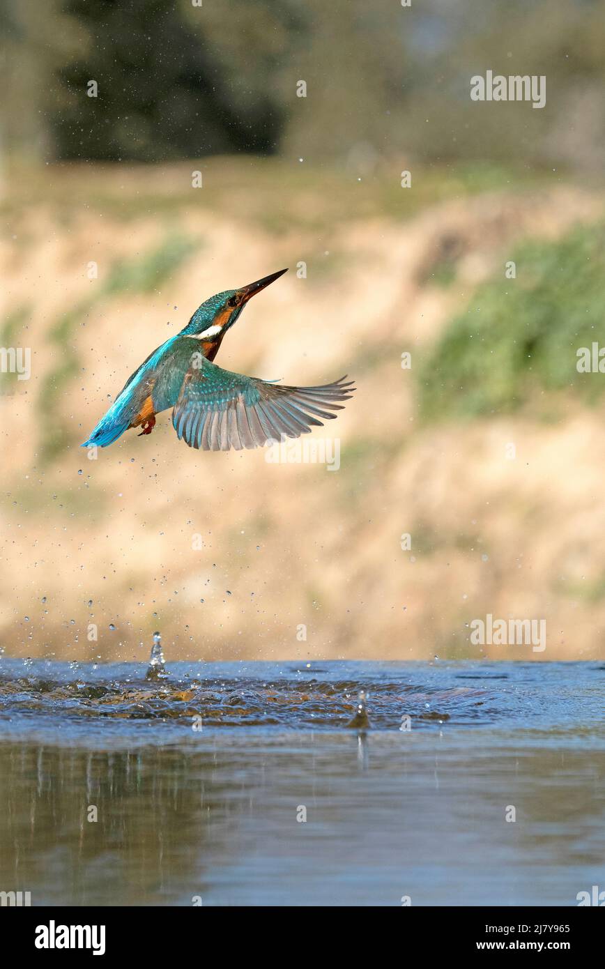 Common kingfisher female fishing in a river with the last lights of the ...