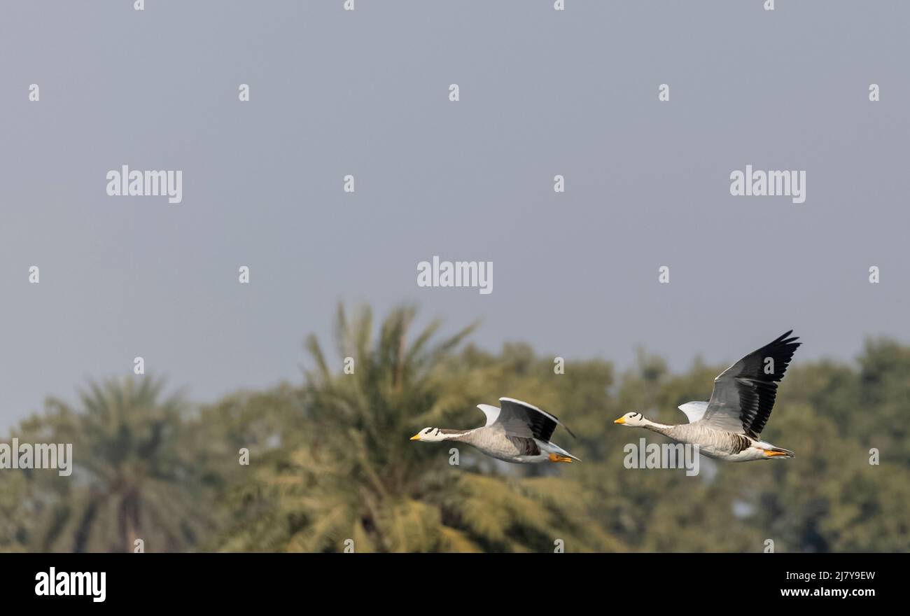 Bar-headed goose duck (Anser indicus) flying in the sky during winter ...