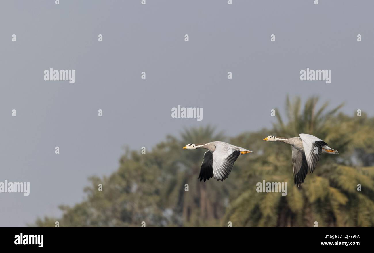 Bar-headed goose duck (Anser indicus) flying in the sky during winter ...