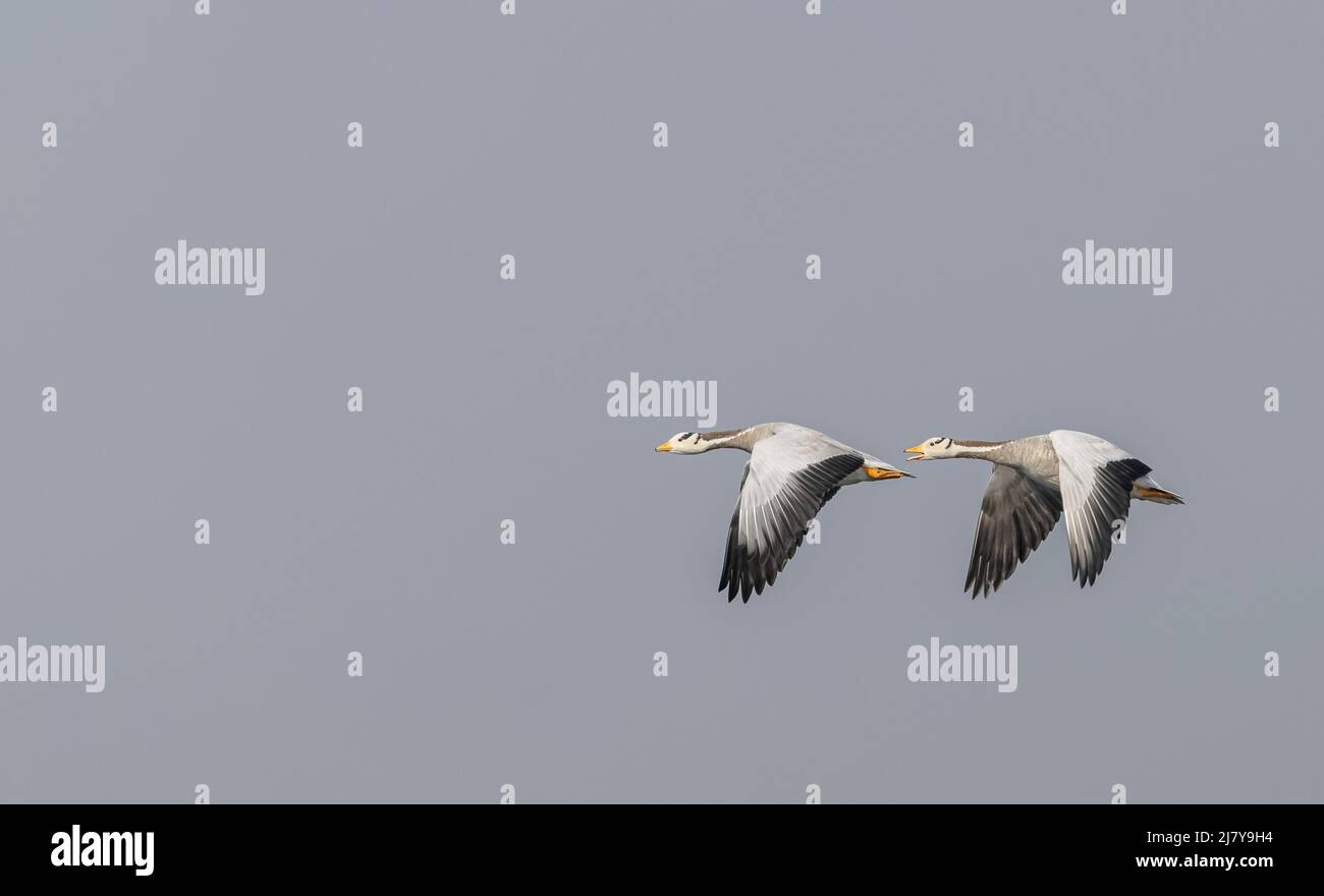 Bar-headed goose duck (Anser indicus) flying in the sky during winter ...