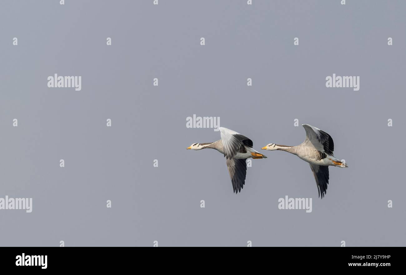 Bar-headed goose duck (Anser indicus) flying in the sky during winter ...