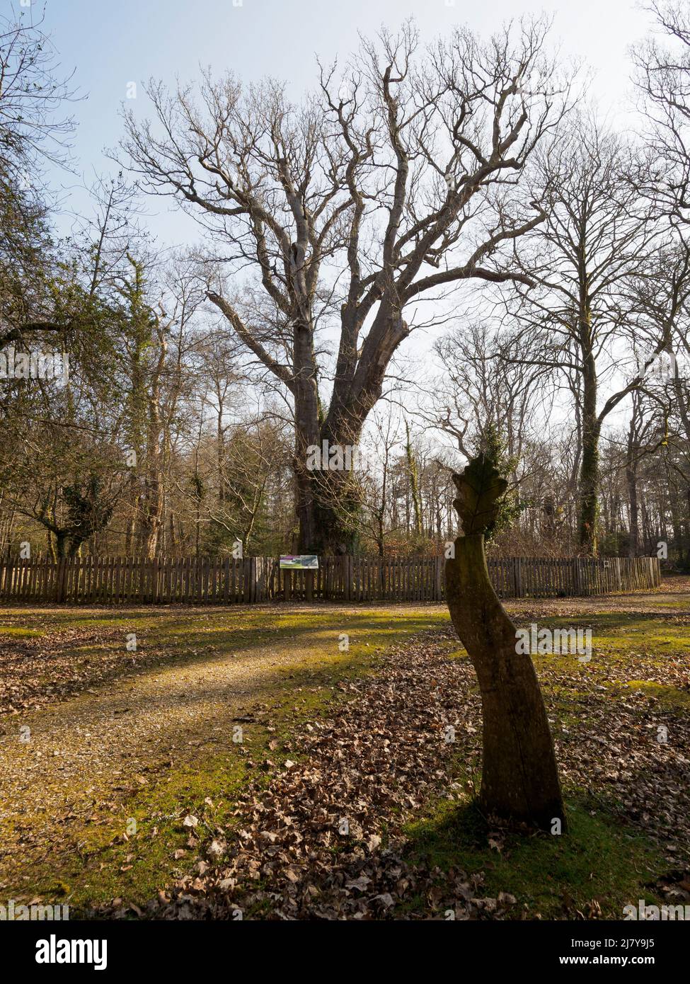 Pollarding historic tree hi-res stock photography and images - Alamy