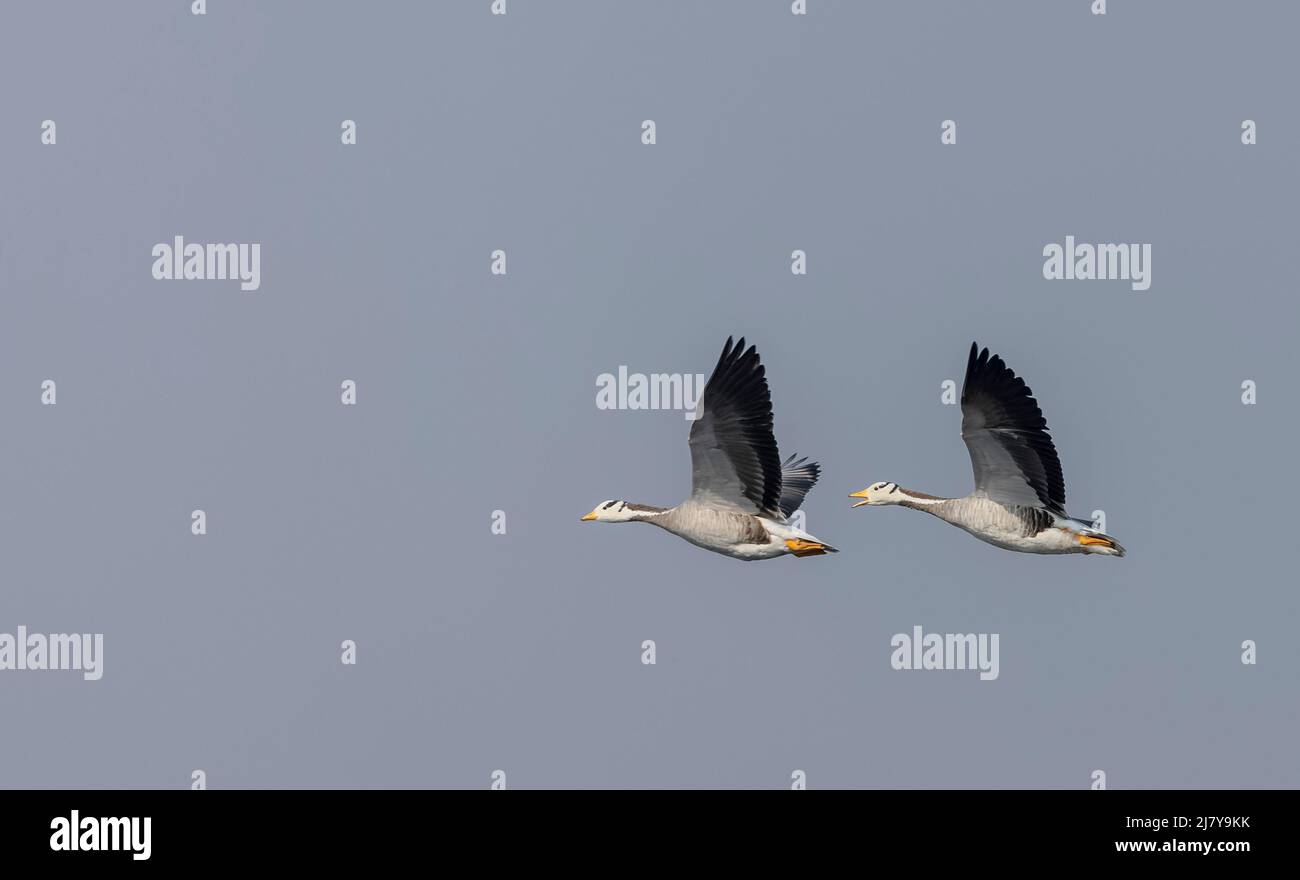 Bar-headed goose duck (Anser indicus) flying in the sky during winter ...