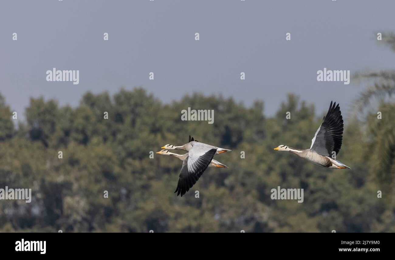 Bar-headed goose duck (Anser indicus) flying in the sky during winter ...