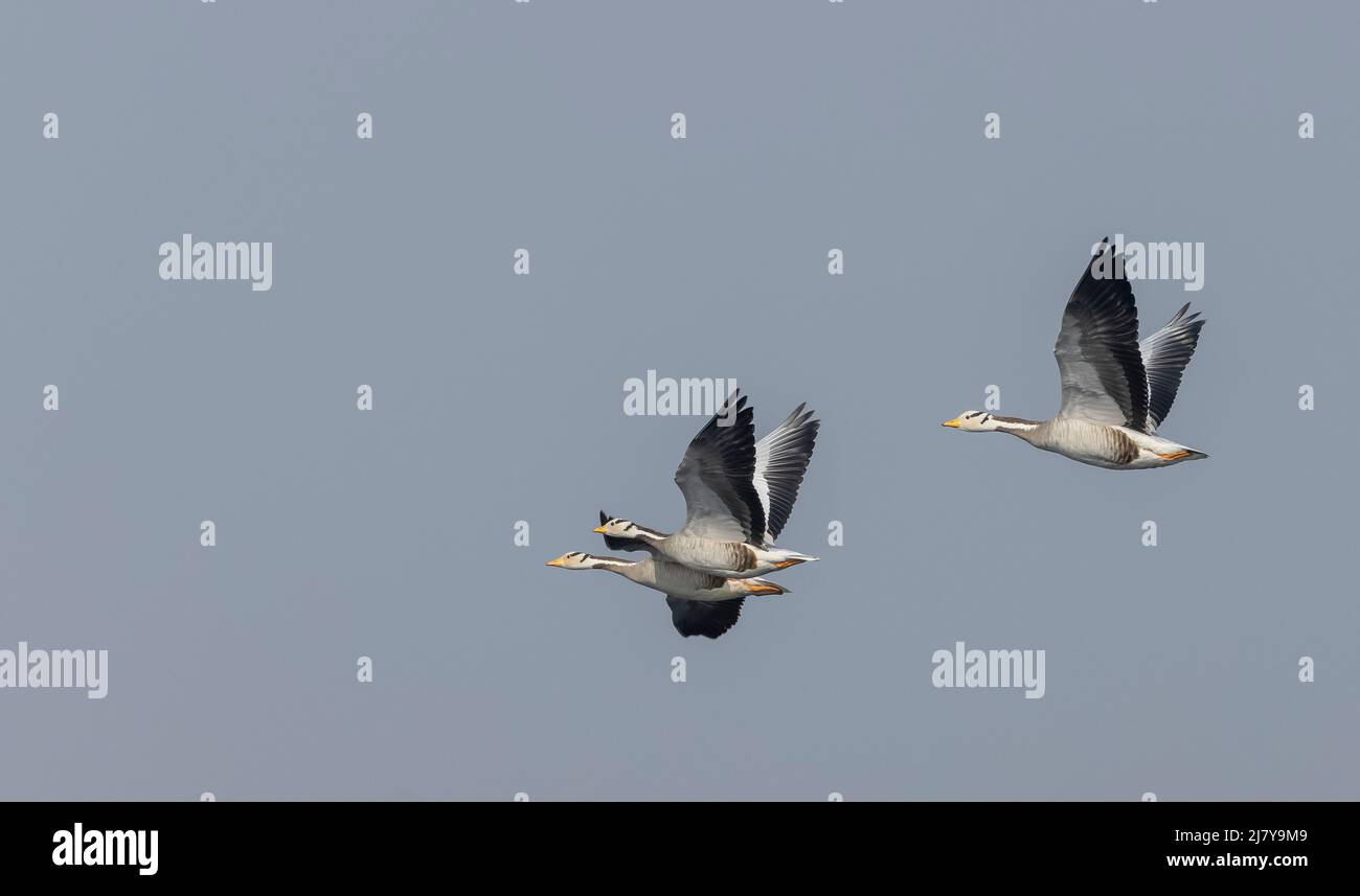 Bar-headed goose duck (Anser indicus) flying in the sky during winter ...