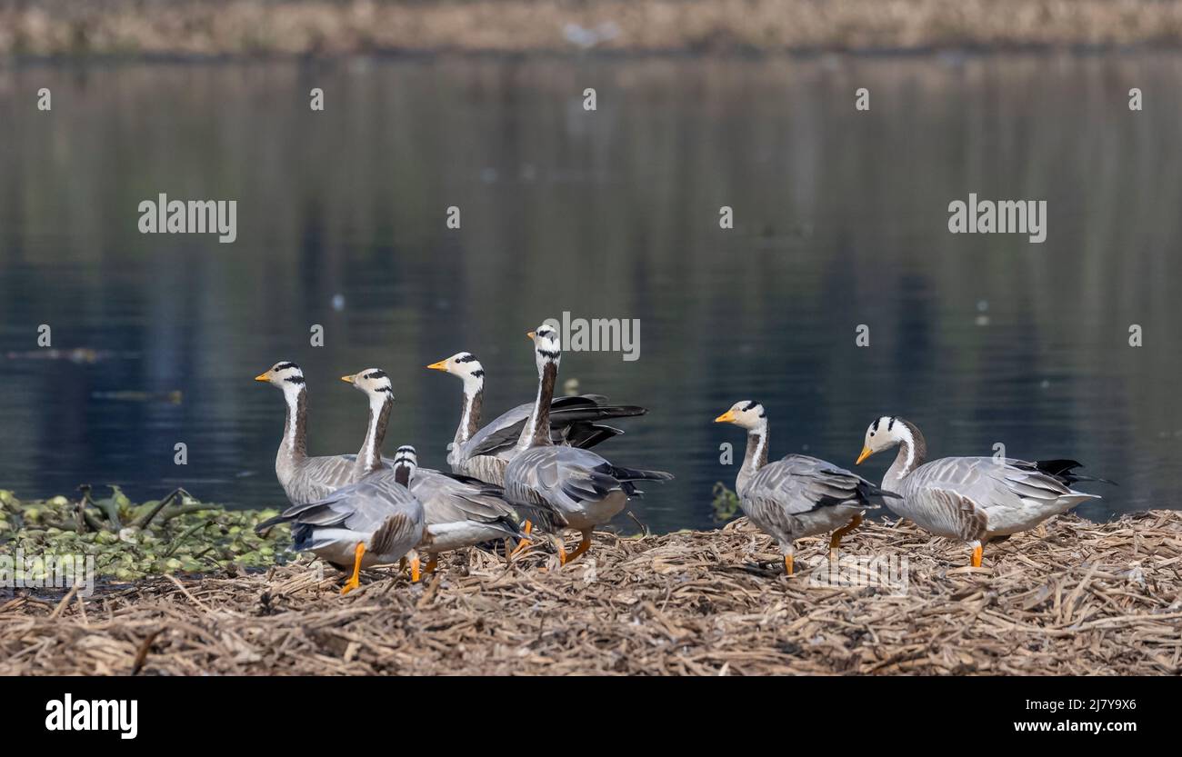 The golden goose bar hi-res stock photography and images - Alamy