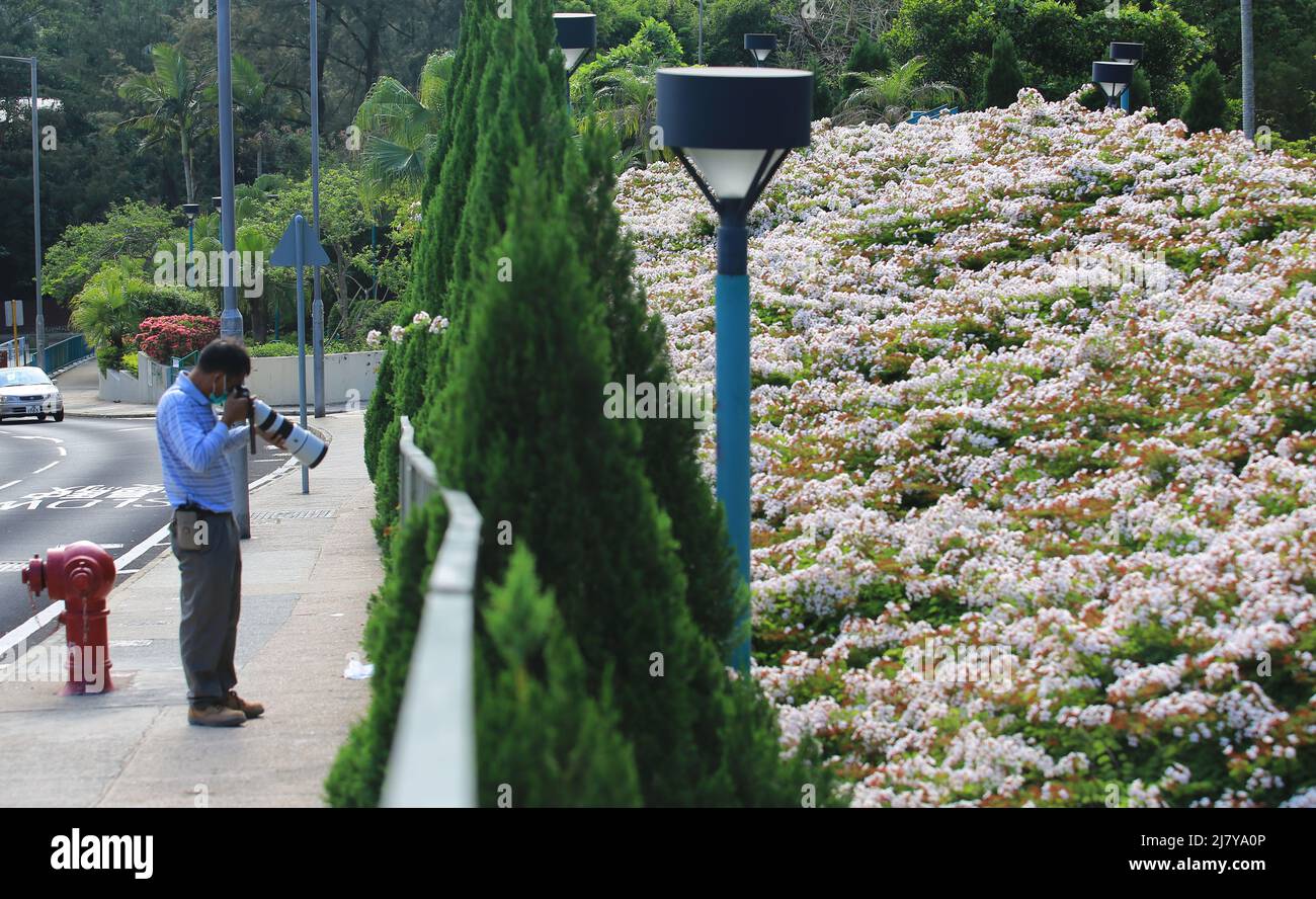 Beautiful spring flowers shooting in hi-res stock photography and ...