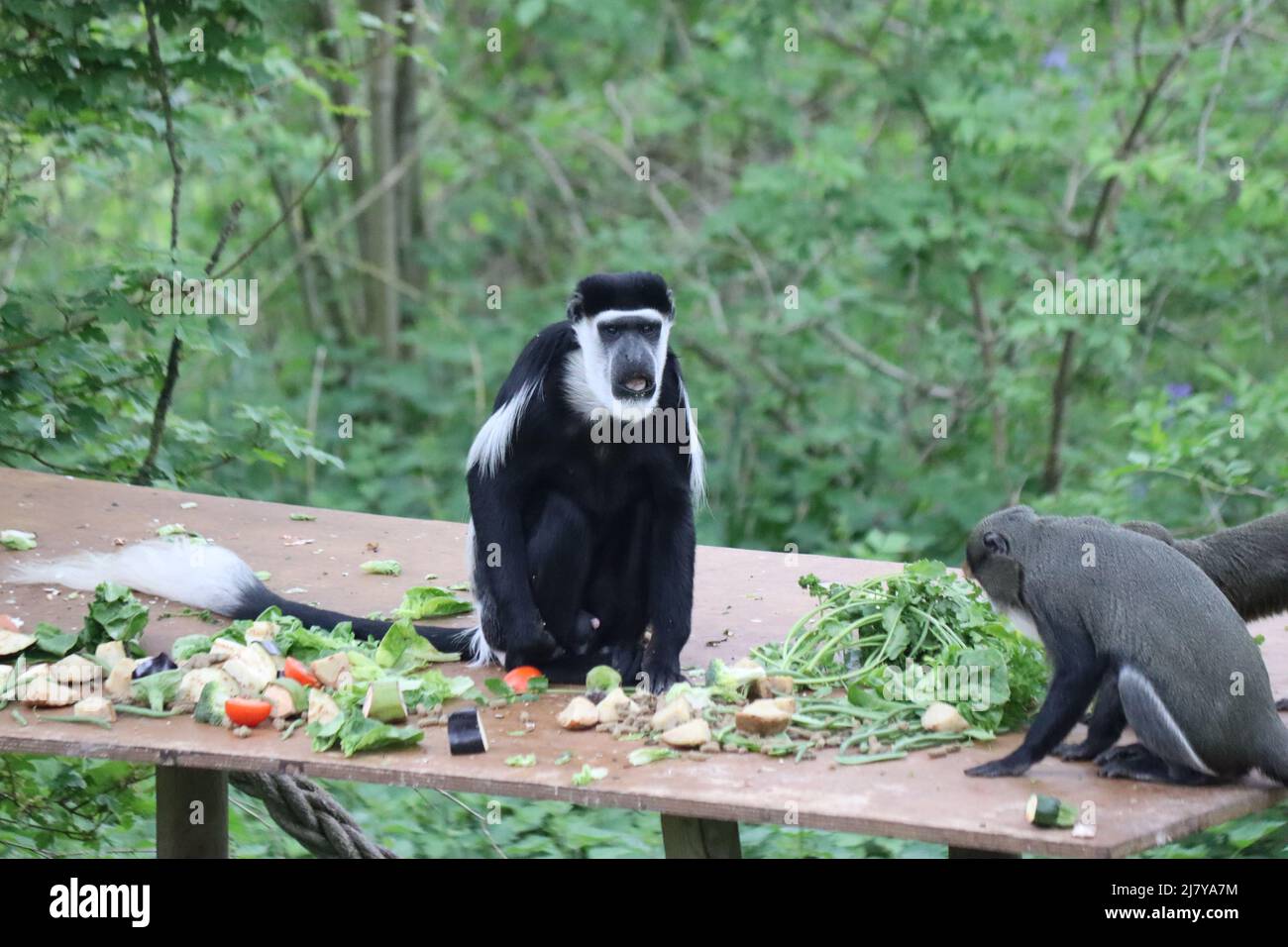 Howlett's gorilla hi-res stock photography and images - Alamy